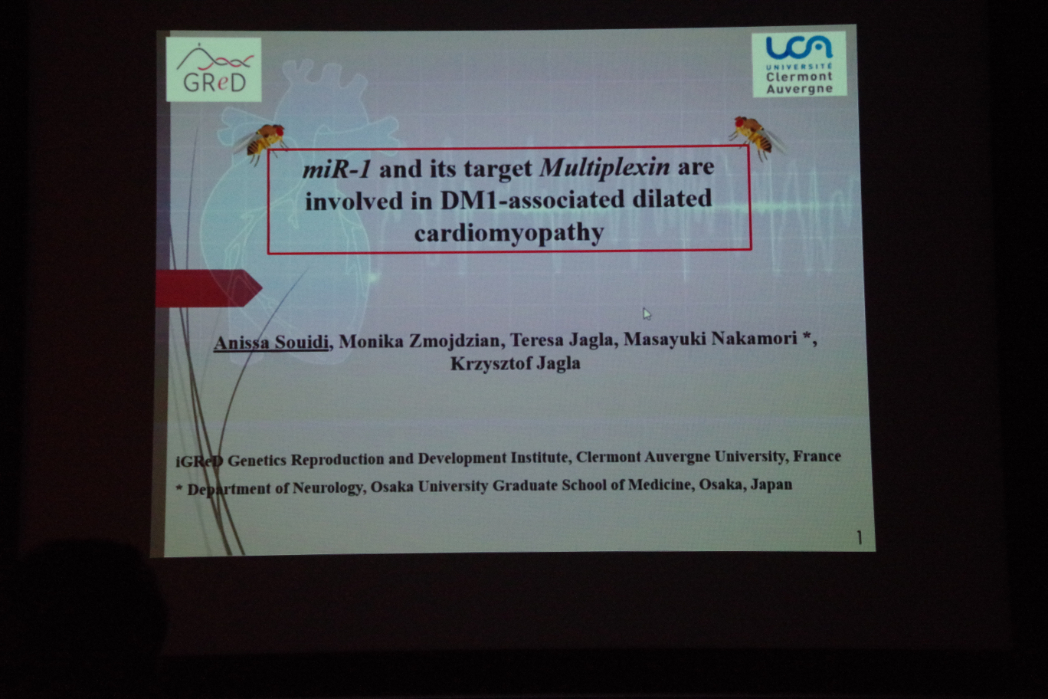 IDMC-13 Album 2 | IDMC Archive